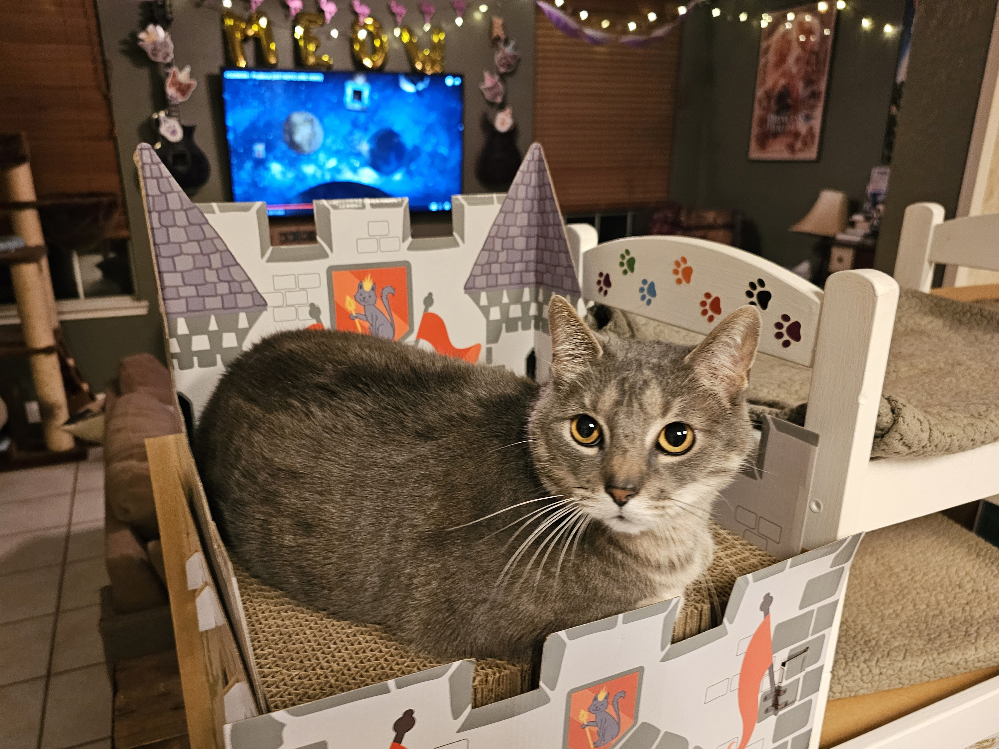 United Space Cats 😻 (@UnitedSpaceCats@mastodon.social) - Mastodon